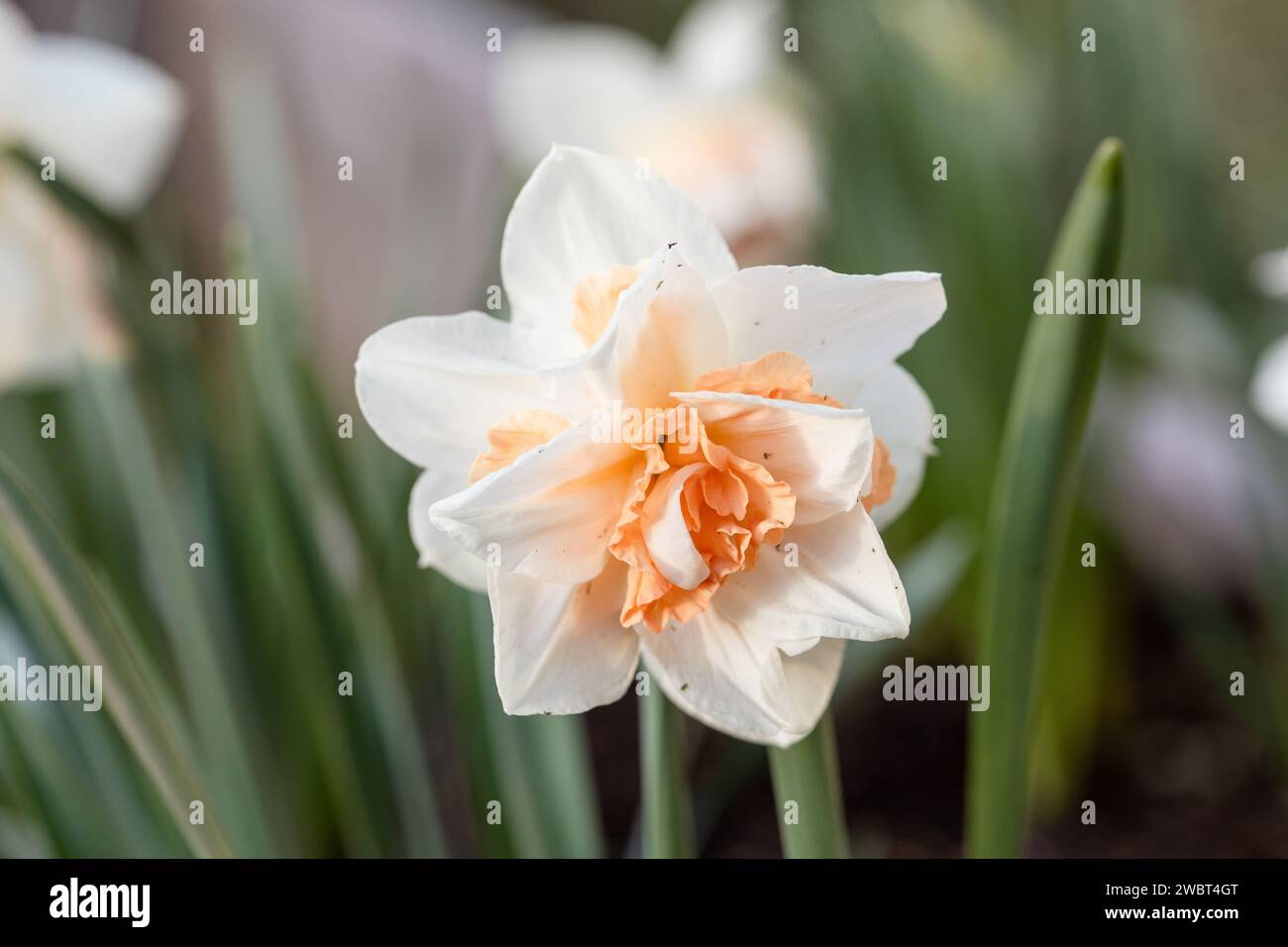 White and pink Double daffodils Narcissus Delnashaugh bloom in a garden ...