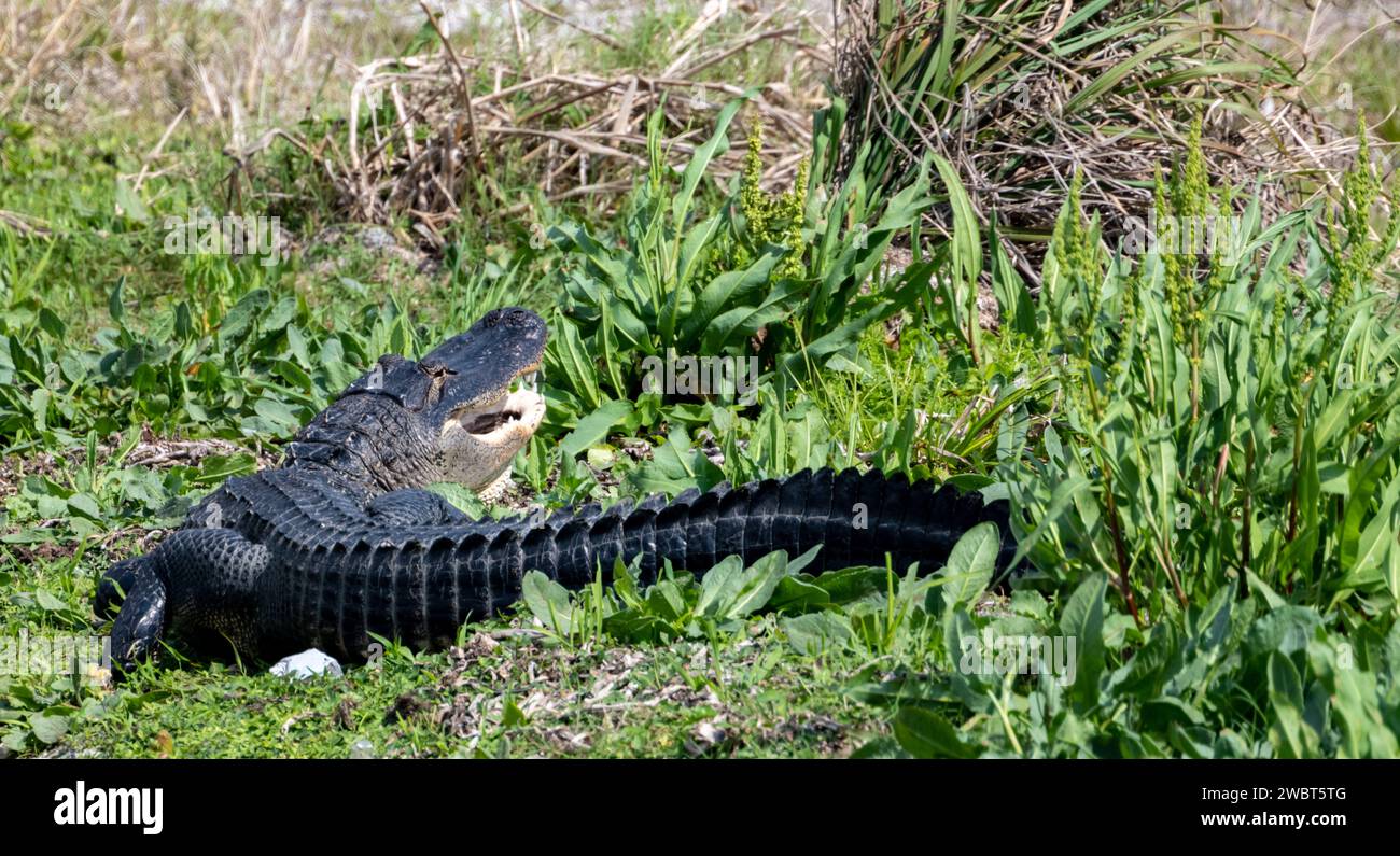 Plant sits in open hi-res stock photography and images - Alamy