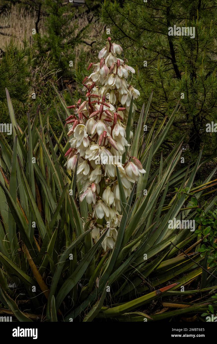 Yucca Blooms In Early Summer in Mesa Verde Stock Photo - Alamy