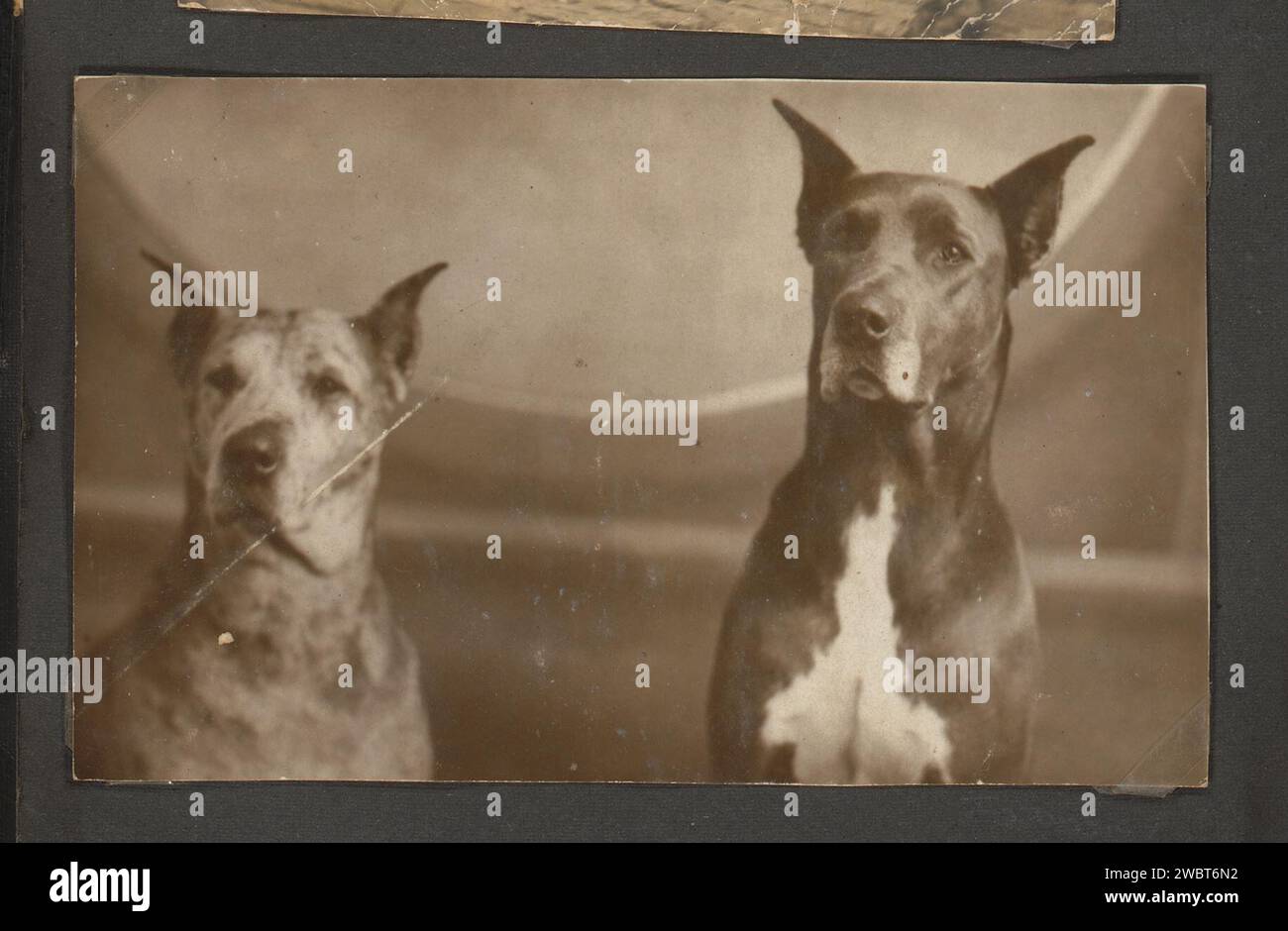 Portrait of two dogs from the puppet doctor, Anonymous, 1930 - 1940 ...