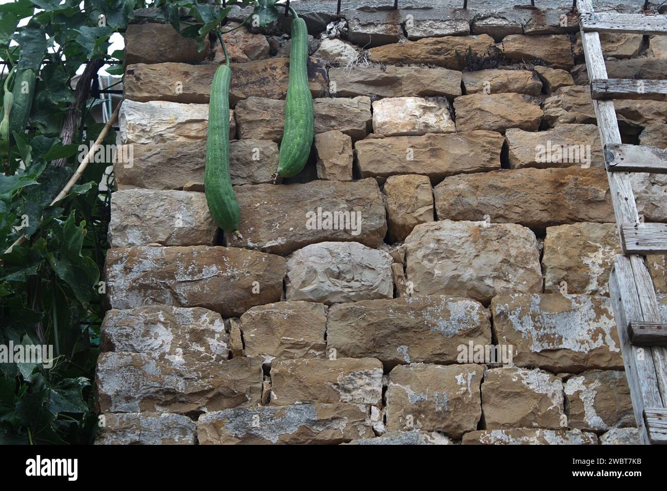 Two loofah plants hanging in front of a stonewall Stock Photo - Alamy