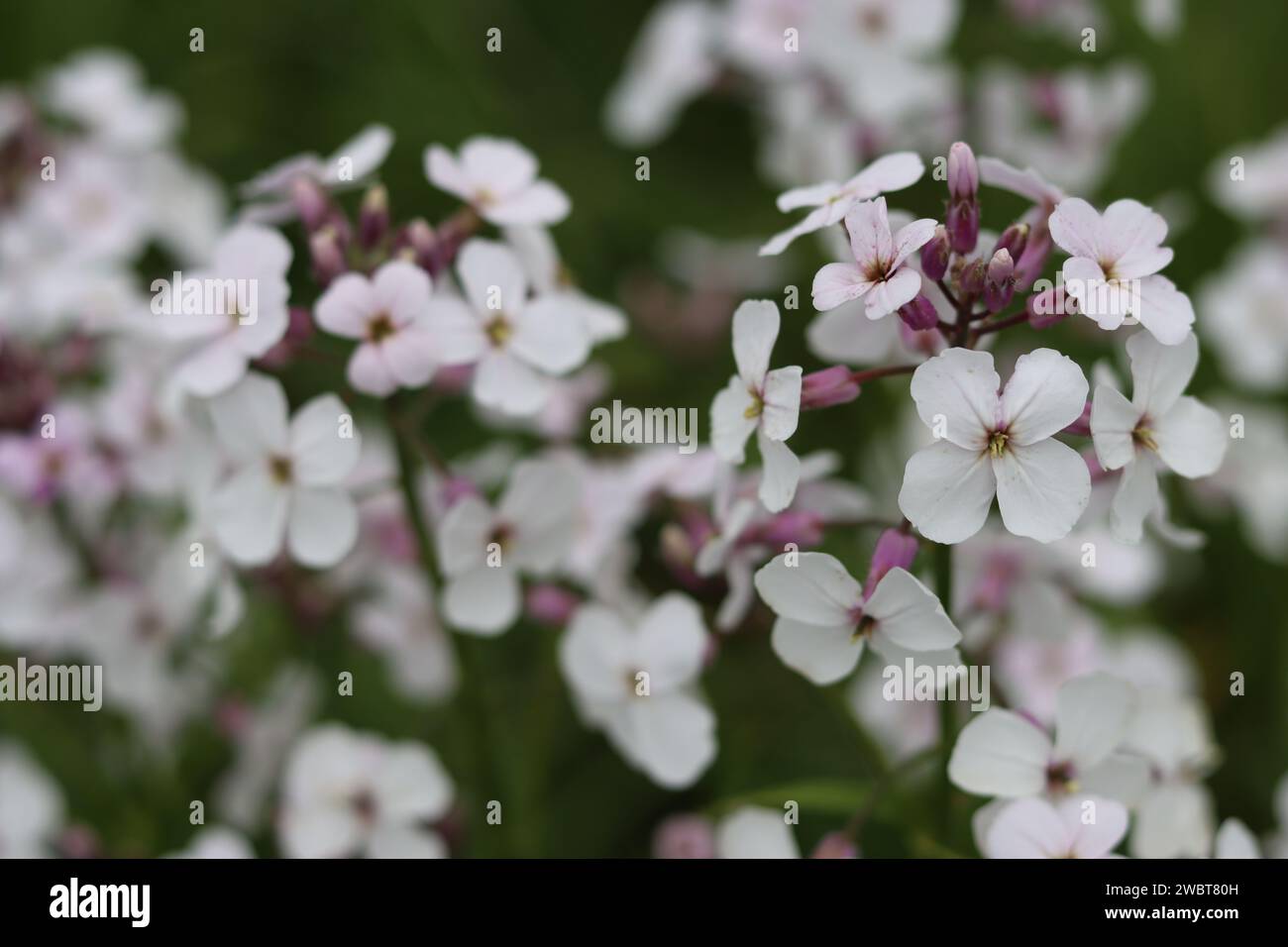 Close up of white and pink sweet rocket, dames rocket or hesperis ...
