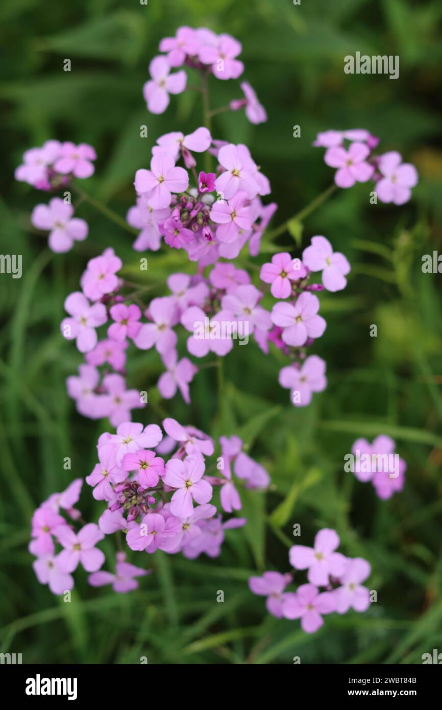 Close up of pink sweet rocket, dames rocket or hesperis matronalis ...