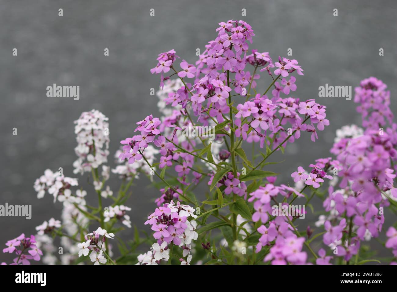 Close up of white and pink sweet rocket, dames rocket or hesperis ...