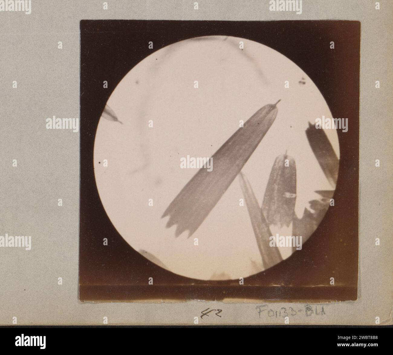 Microscopic recording of a scal of a butterfly wing, 350 times enlarged ...