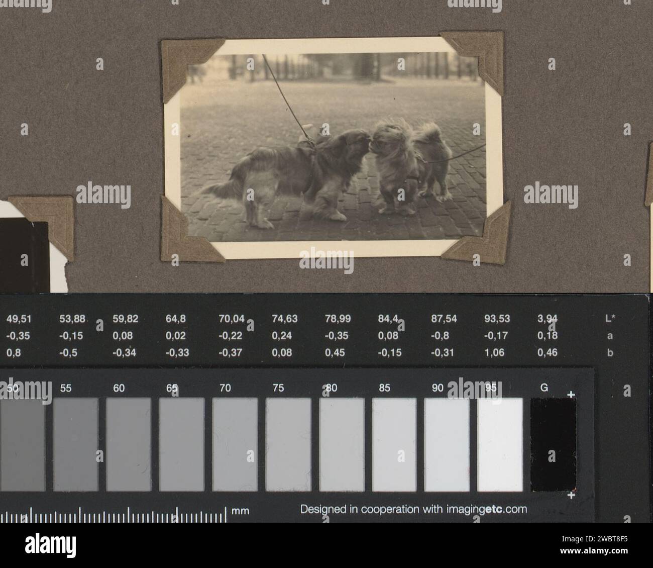 Two dogs on the street, Anonymous, 1930 - 1935 photograph This photo is ...