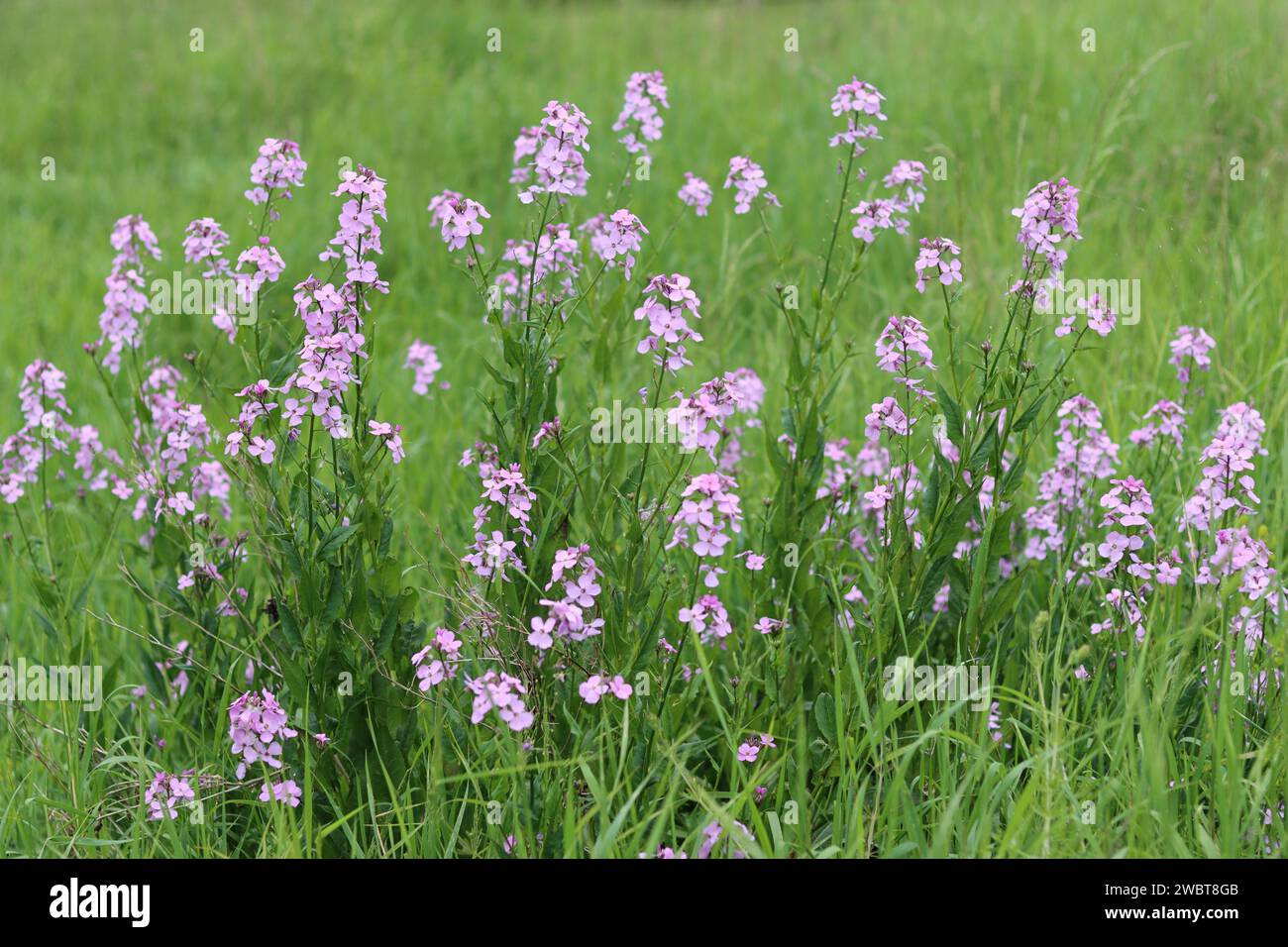 Masses of pink sweet rocket, dames rocket or hesperis matronalis ...