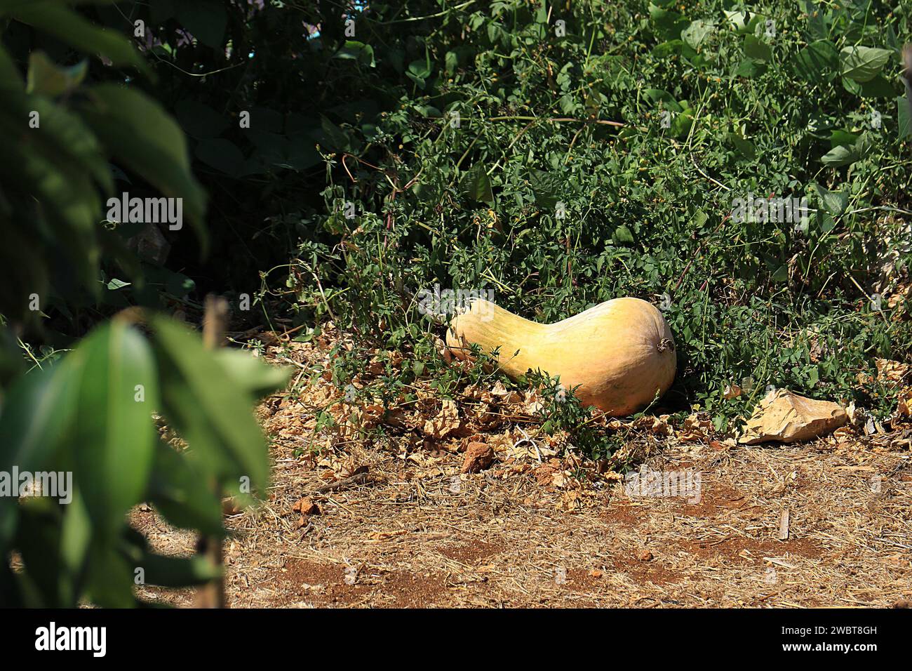 A ripe pumpkin ready for harvest in a farm Stock Photo - Alamy