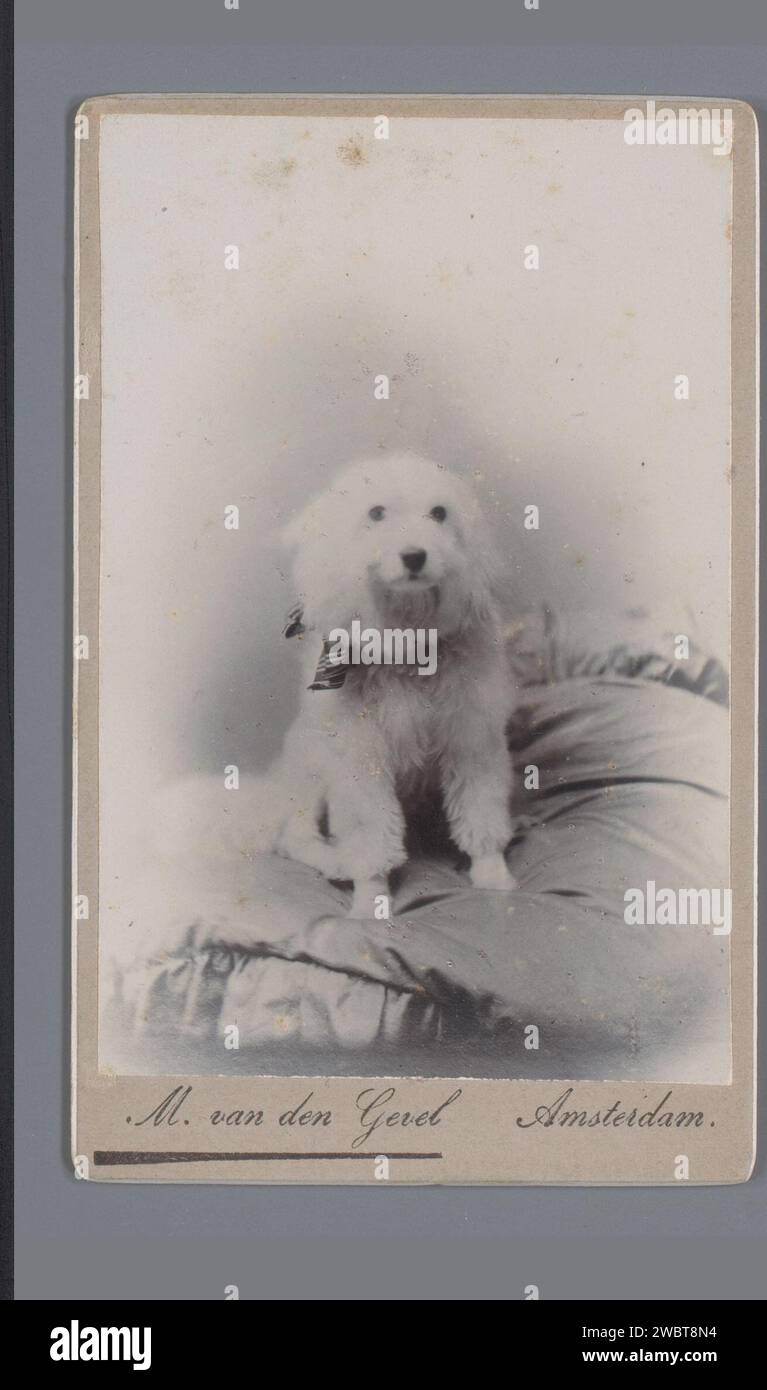 Portrait of an unknown dog on a pillow, M. van den Gevel, 1880 - 1920 ...