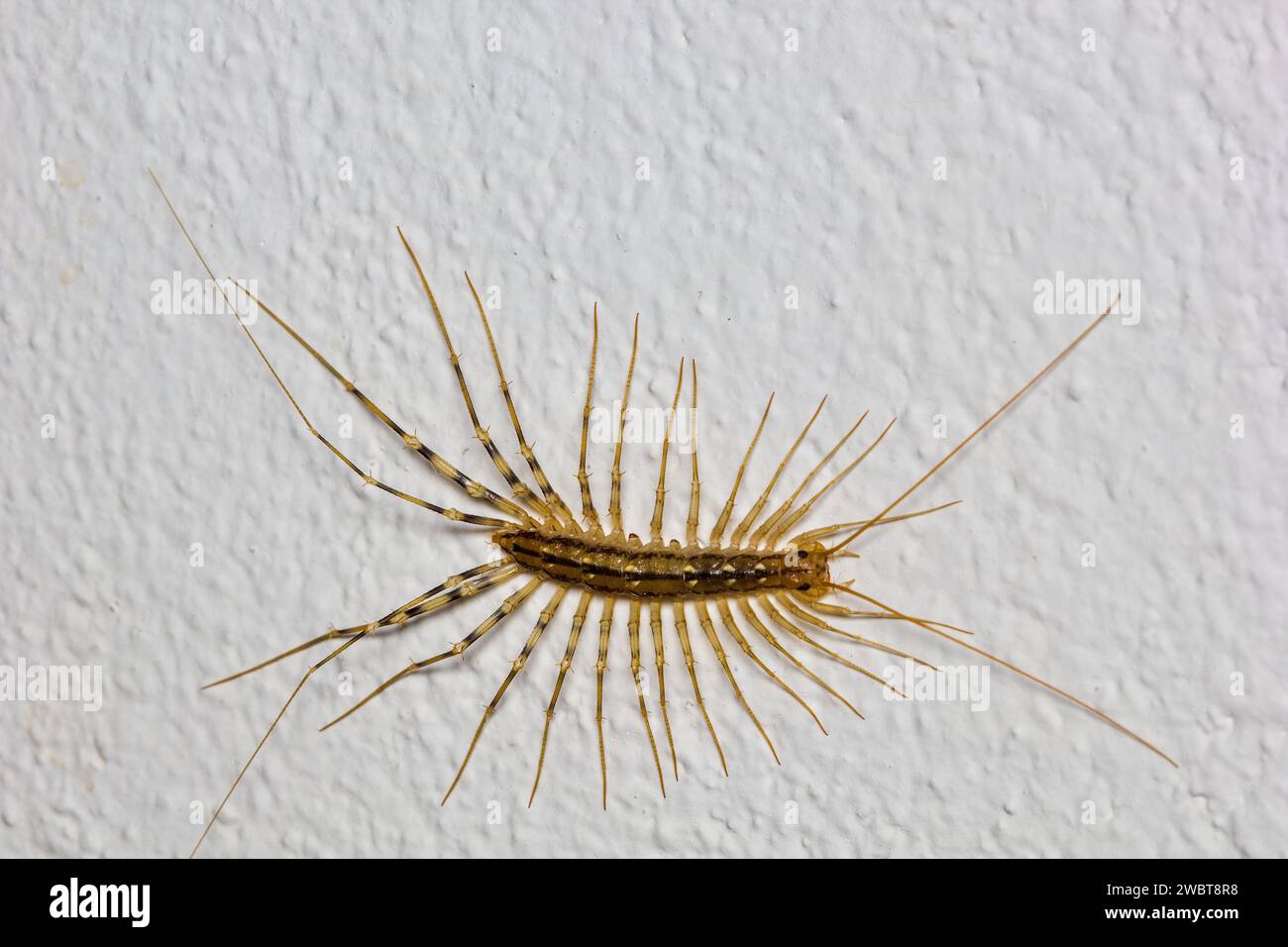 The house centipede (Scutigeta coleopterata) on th white wall Stock ...