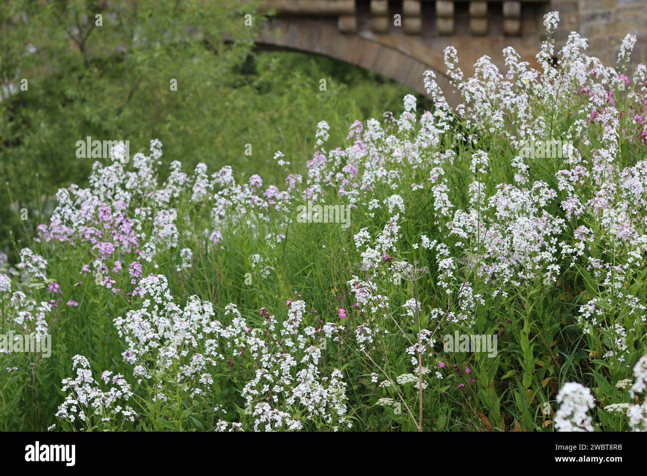 Masses of pink and white sweet rocket, dames rocket or hesperis ...