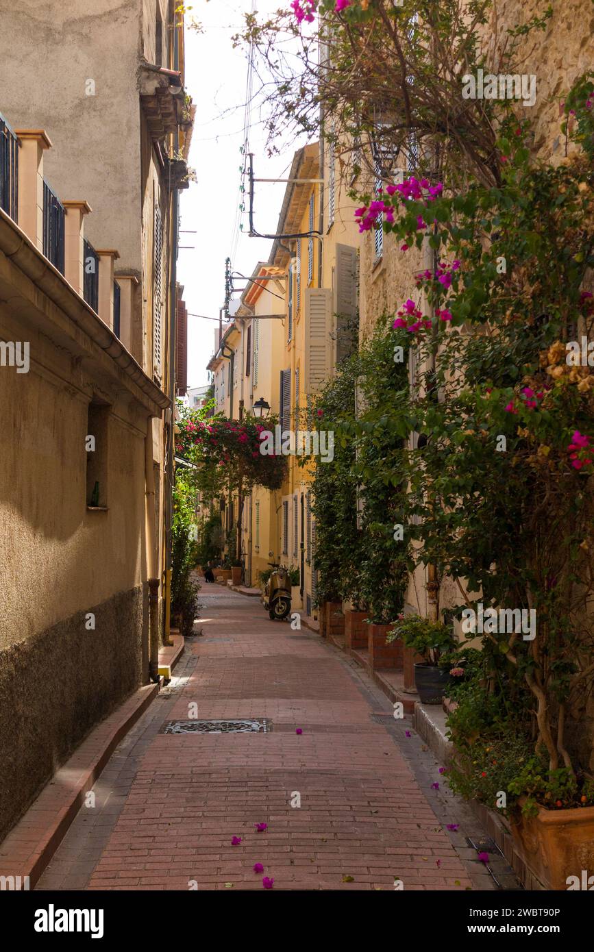 Typical residential small and narrow street with shade / quiet shaded ...