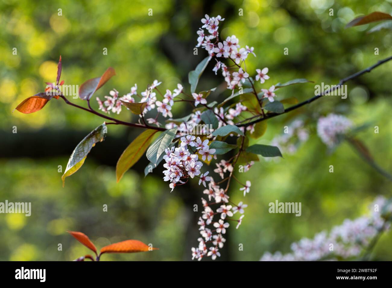 Beautiful Pink blooming bird cherry in an early spring Stock Photo - Alamy