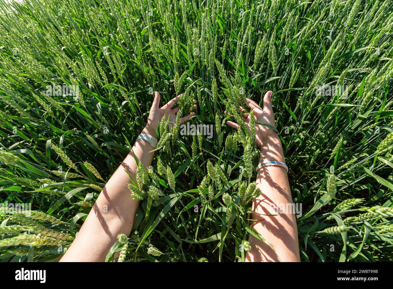 Touching wheat growing close hi-res stock photography and images - Alamy