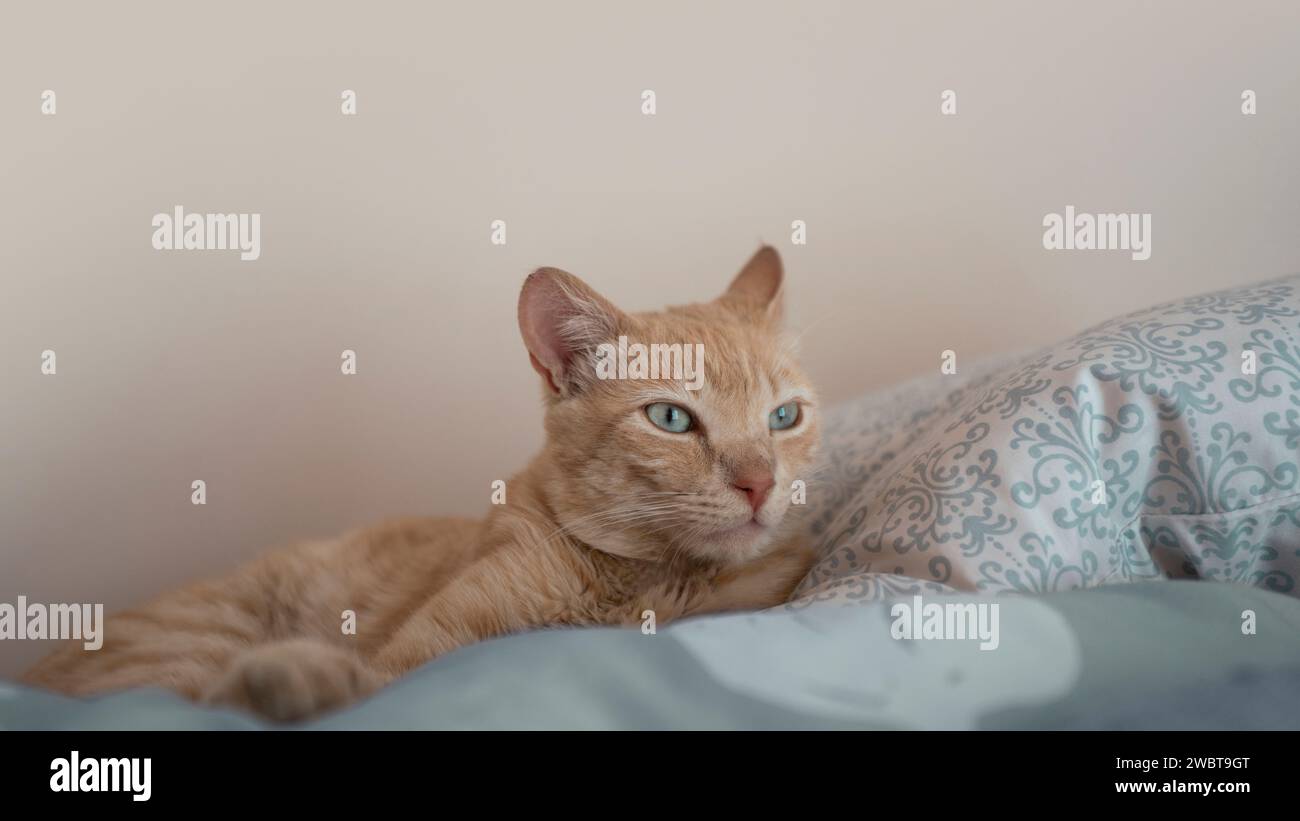 Close-up view of a tangerine-colored cat lying on light blue pillows ...