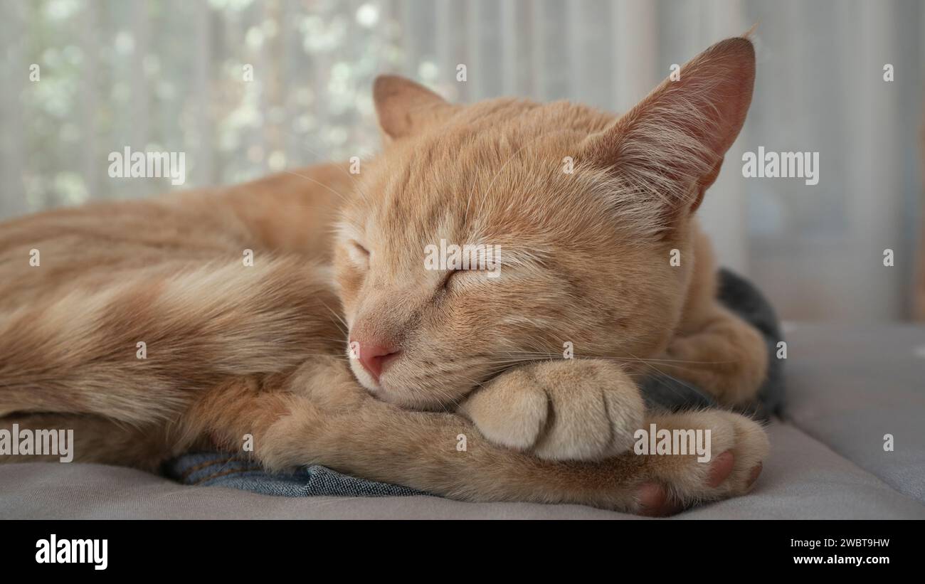 Close-up of a small tangerine-colored cat sleeping on a bed, with its ...