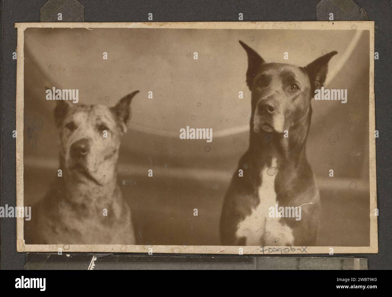 Portrait of two dogs from the puppet doctor, Anonymous, 1930 - 1940 ...