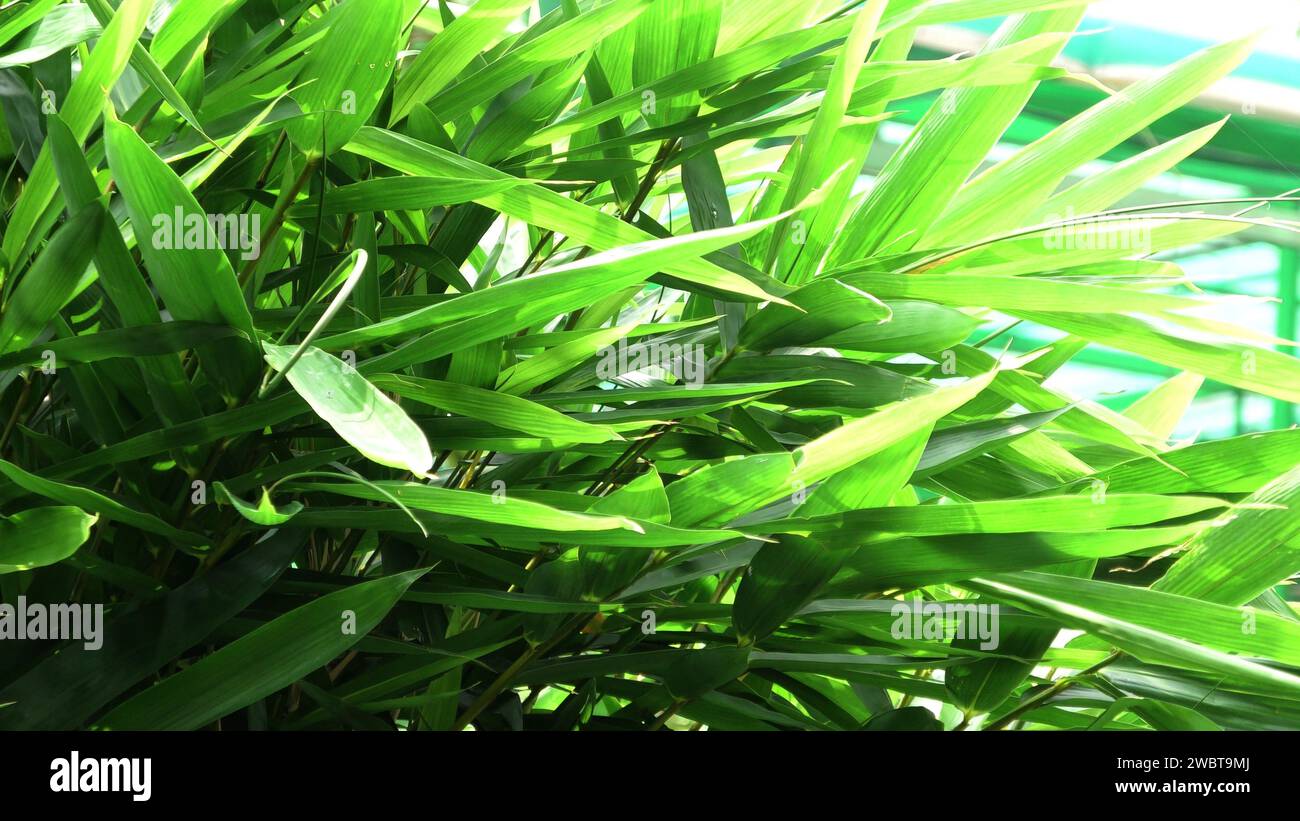 Needle leaves hi-res stock photography and images - Alamy