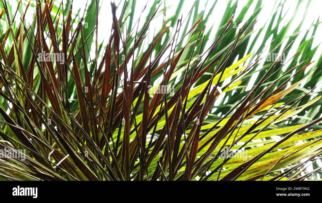 Needle leaves hi-res stock photography and images - Alamy