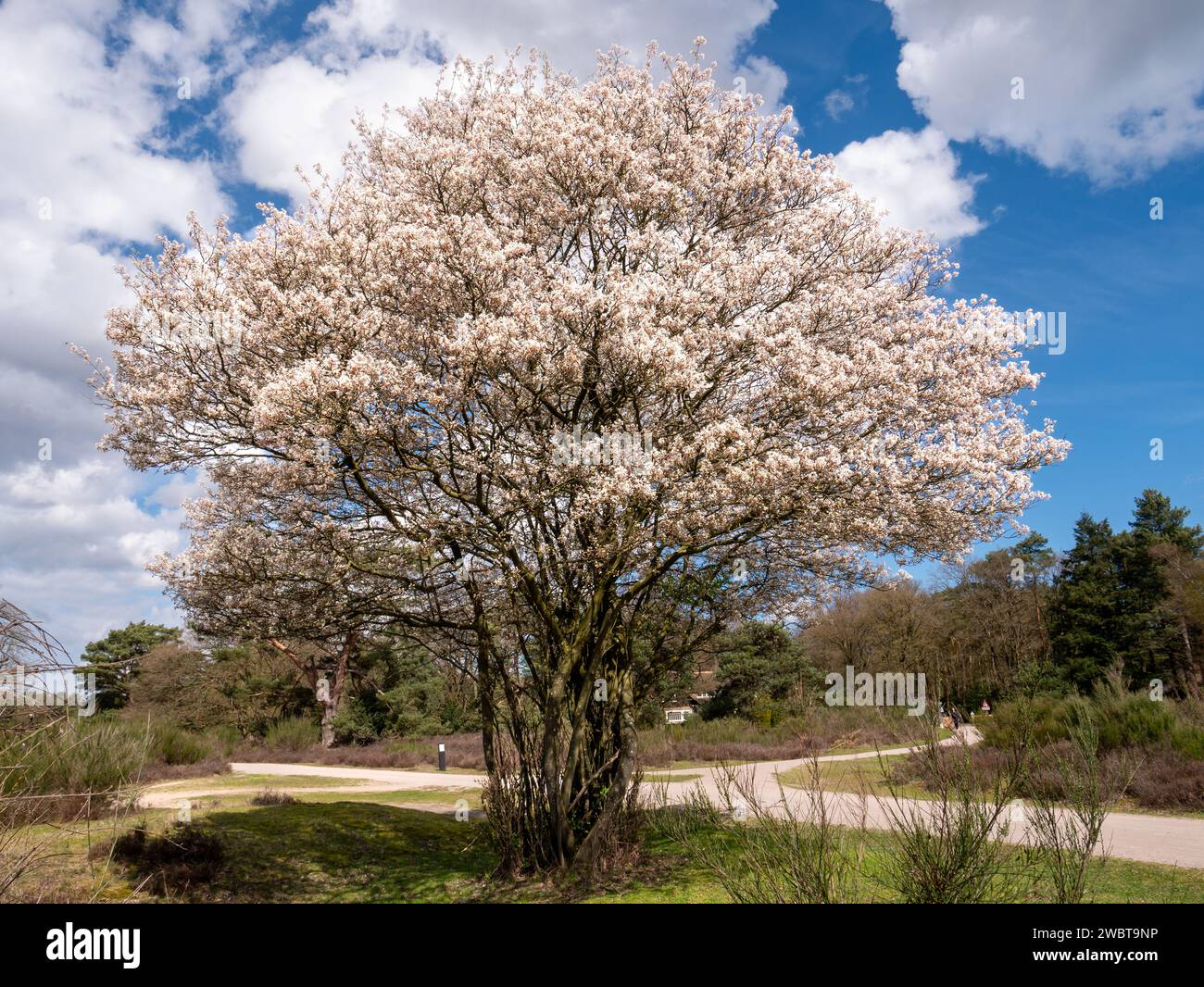 Juneberry tree, Amelanchier lamarkii, in bloom at intersection of ...