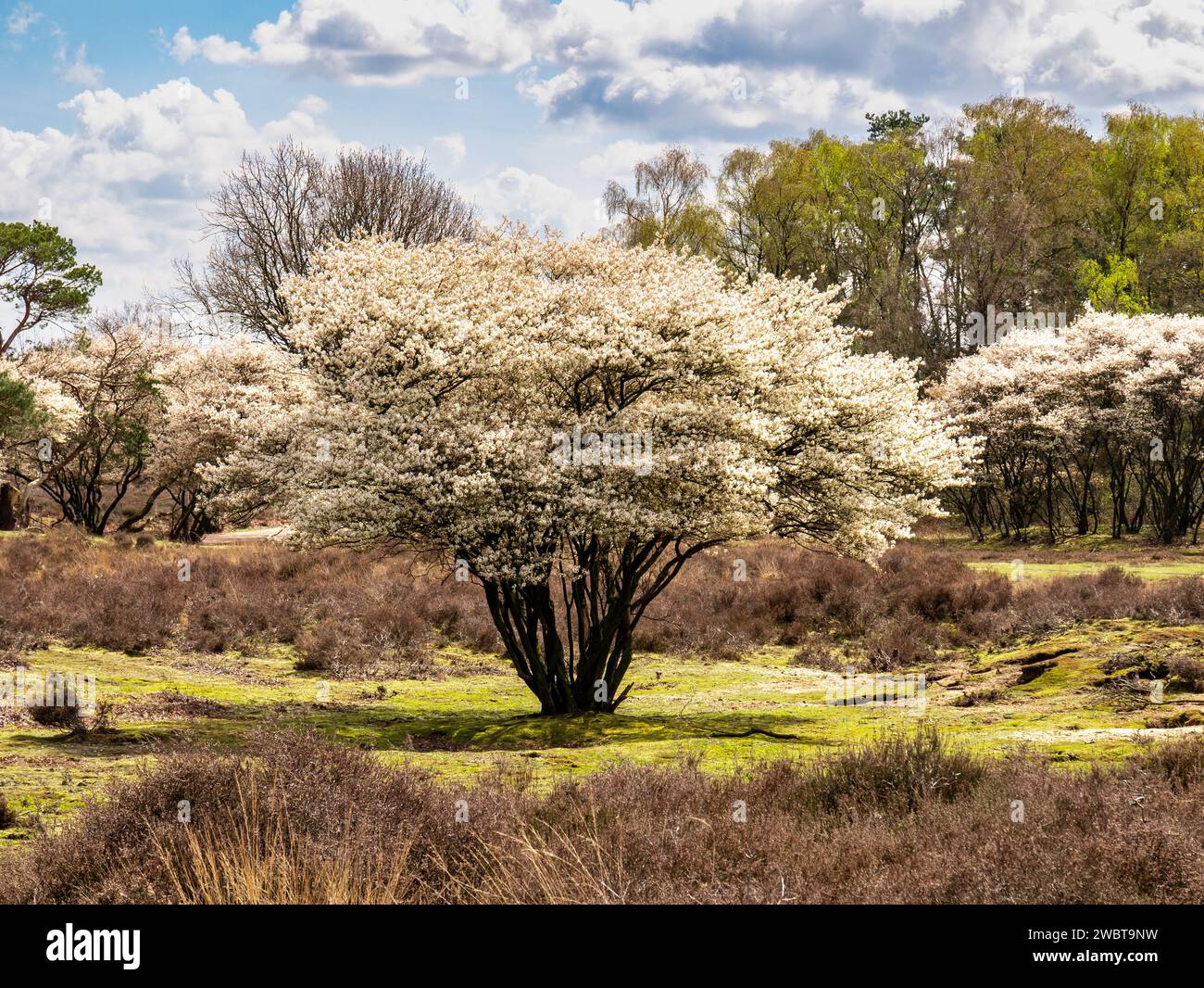 Juneberry or serviceberry trees, Amelanchier lamarkii, in bloom in ...
