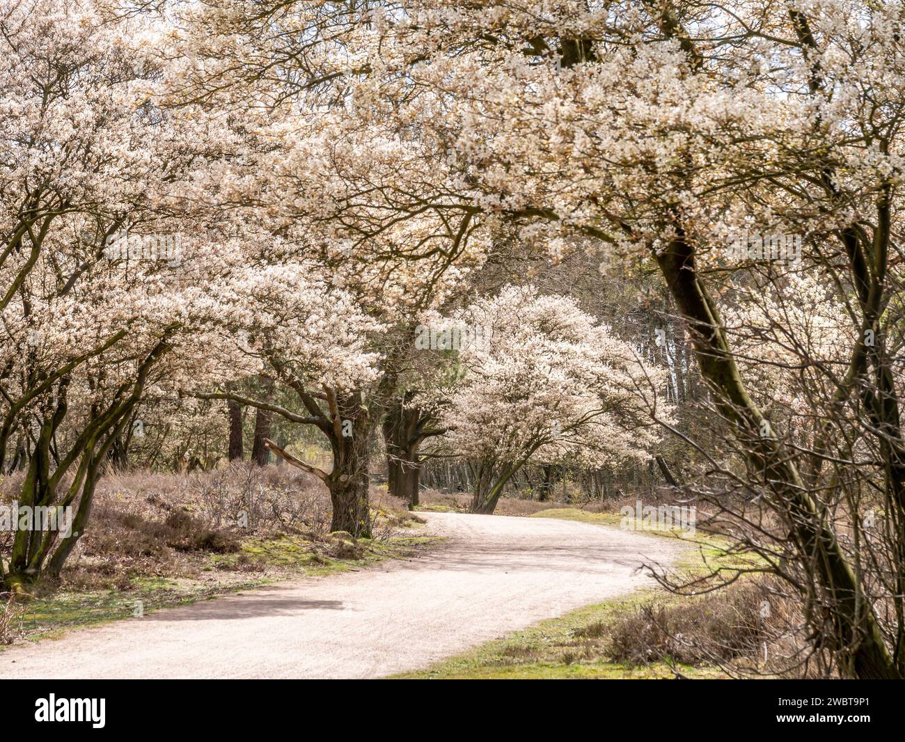 Juneberry or serviceberry trees, Amelanchier lamarkii, in bloom in ...
