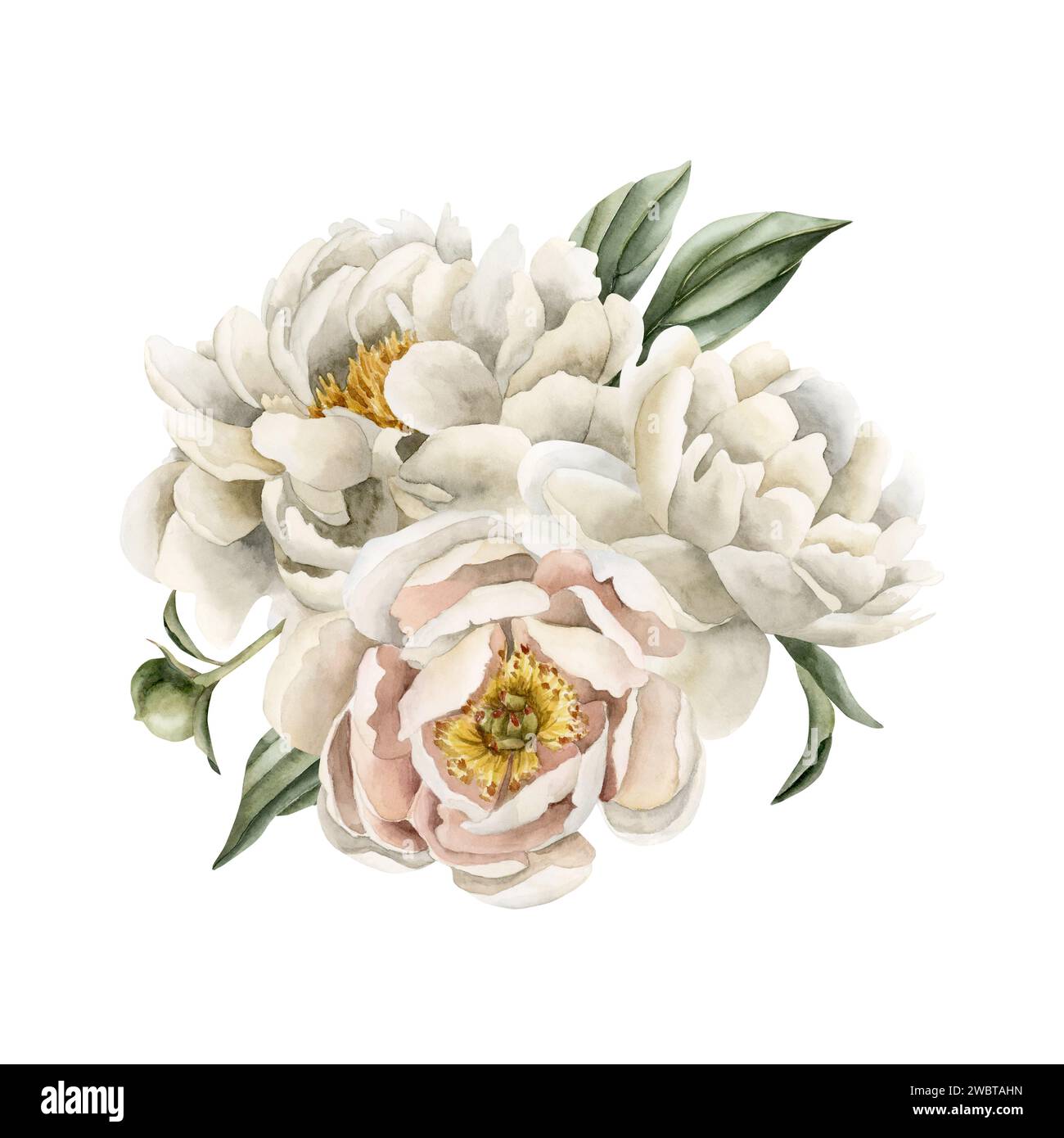 Composition of white and powdery peony flowers and green leaves. Floral ...