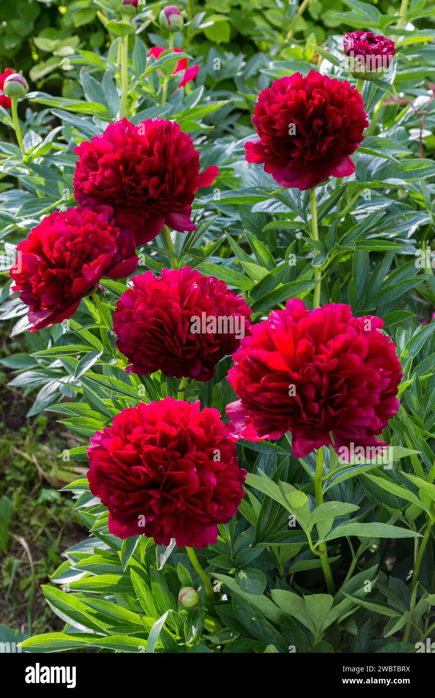Red Peony albiflora. Paeonia officinalis Command Performance in the ...