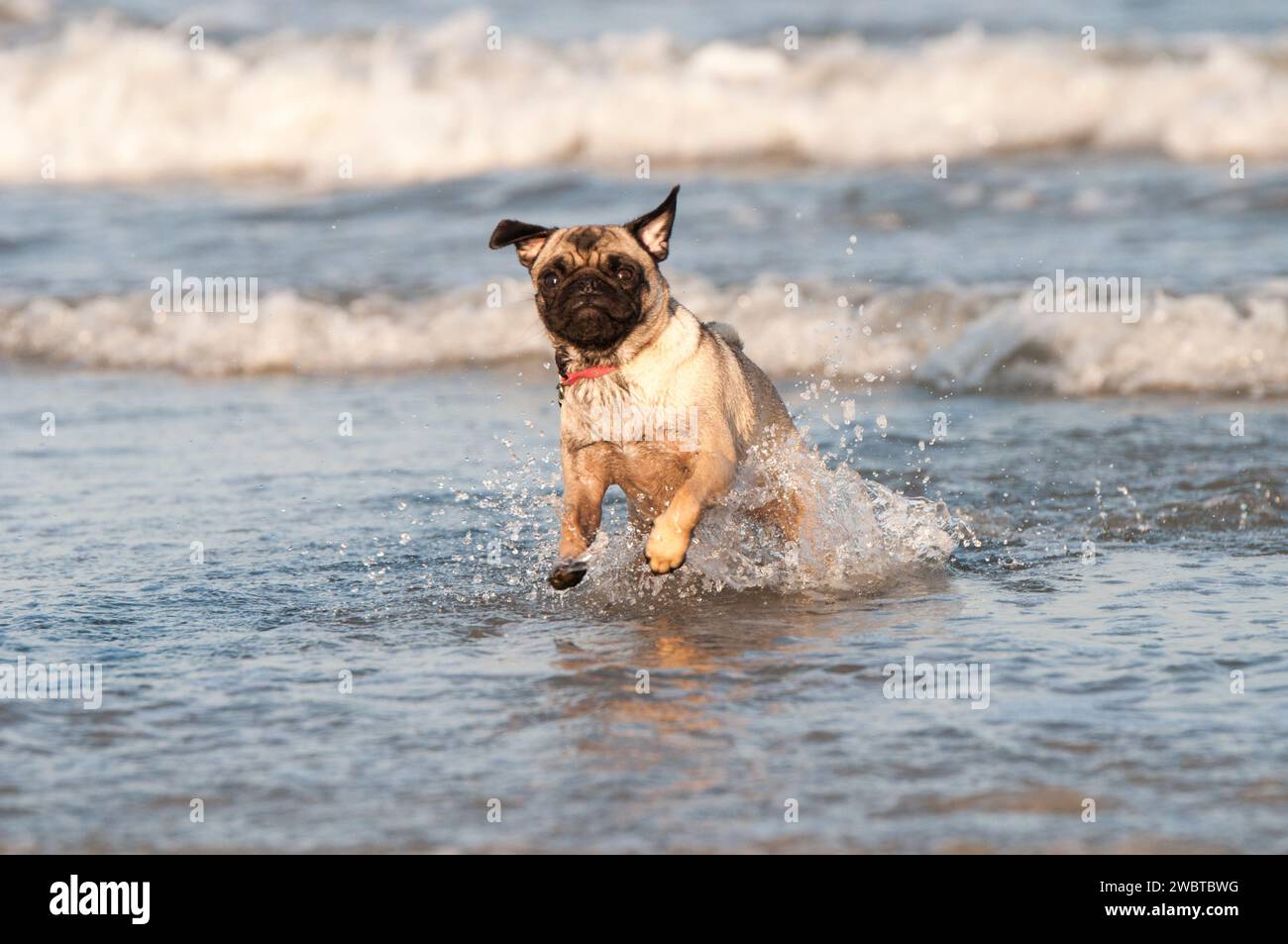 Fawn pug dog splashing in the ocean Stock Photo - Alamy