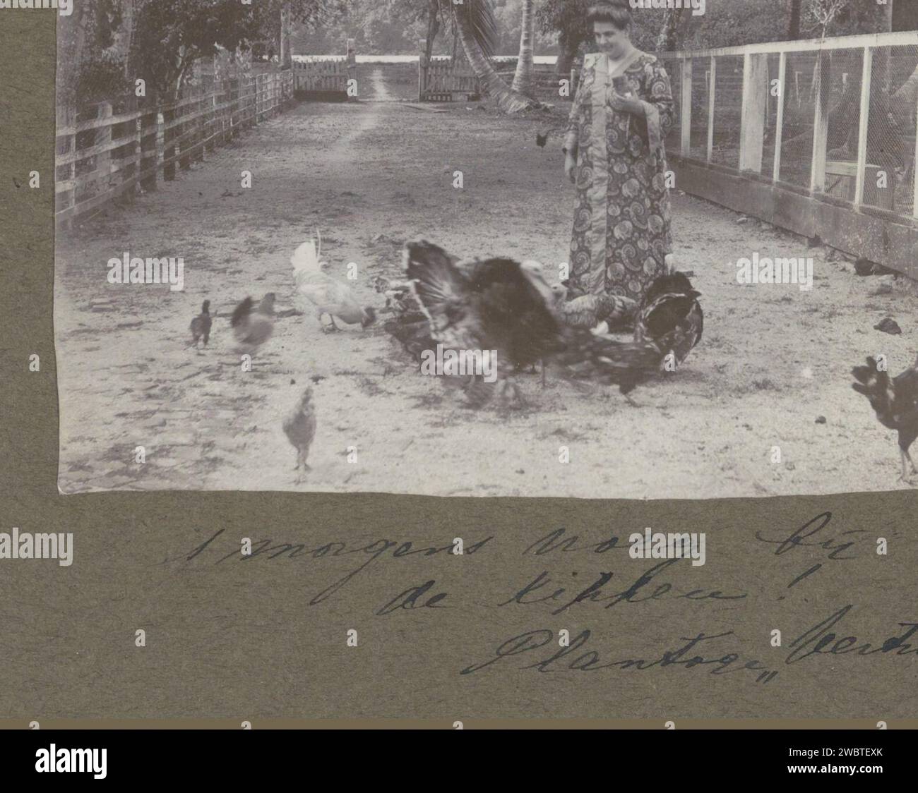 Woman feeds the chickens on plantation 'the trust' in Suriname, c. 1917 ...