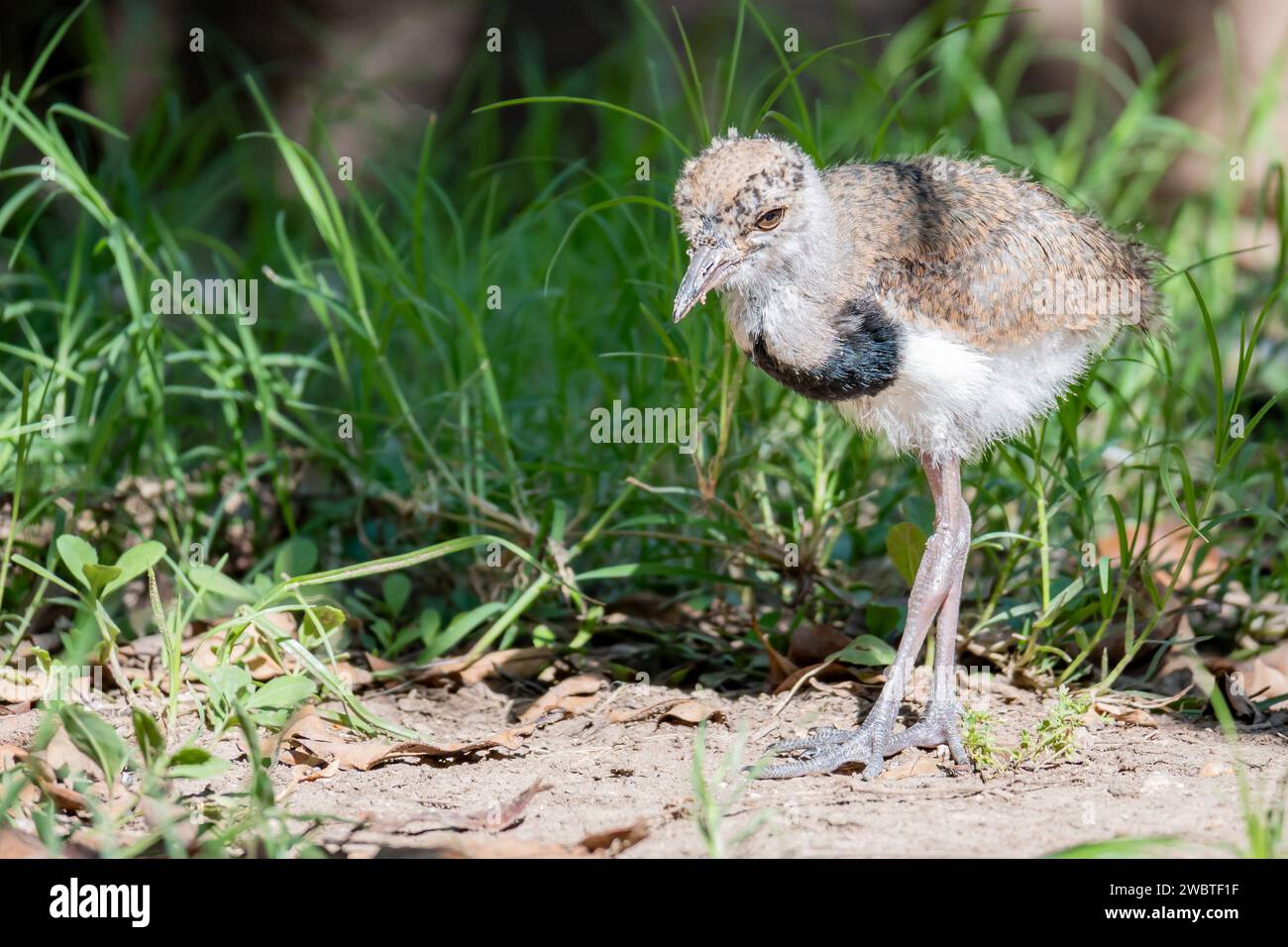 Bird chick called "tero" in some South American countries Stock Photo ...