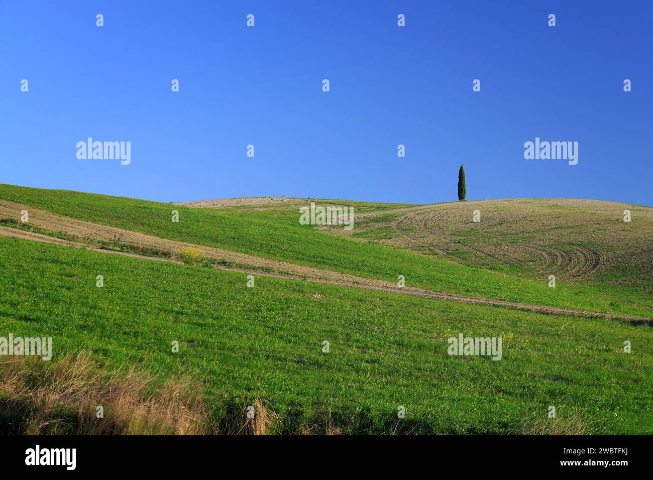 Single cypress tree hi-res stock photography and images - Alamy