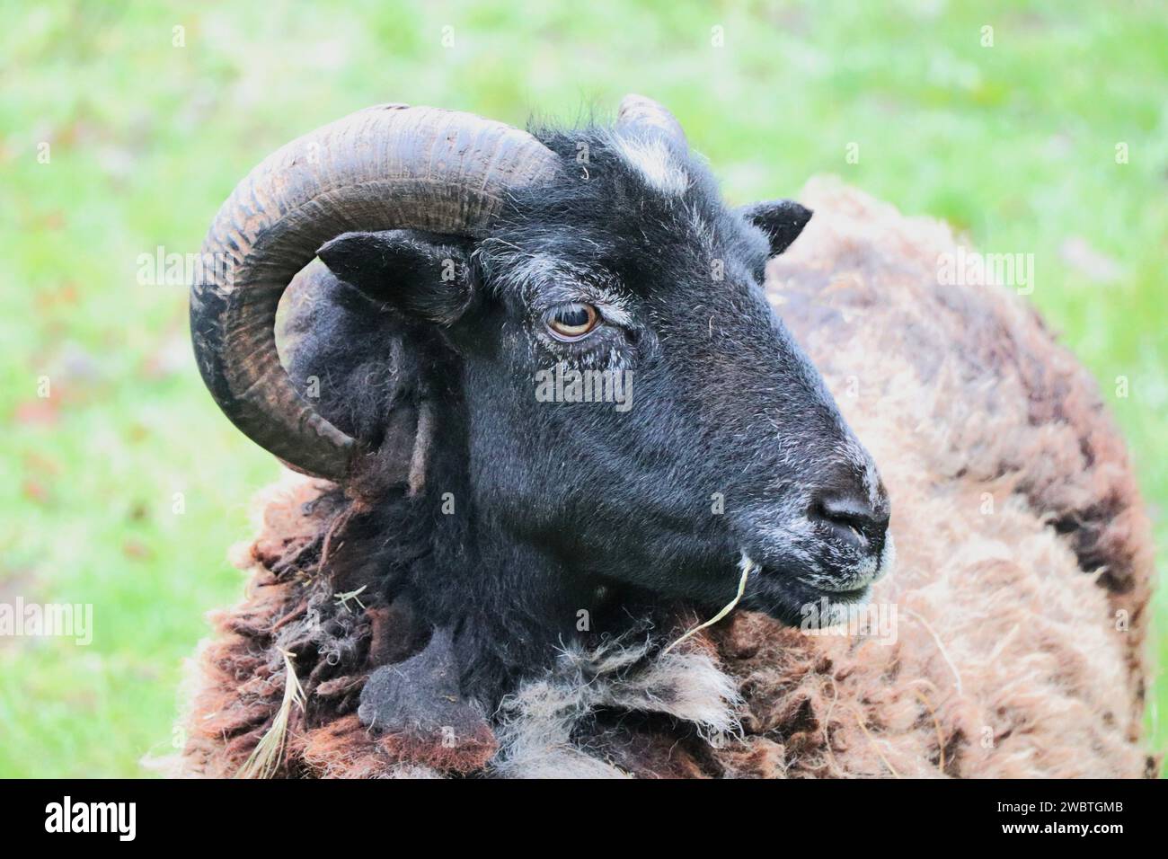 Even toed horned ungulate hi-res stock photography and images - Alamy