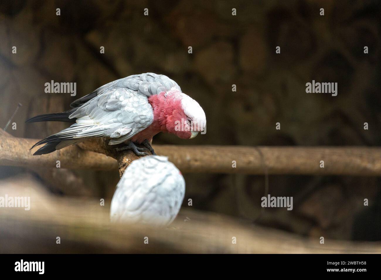 The Galah Parrot, adorned in shades of pink, brings playful charm to ...