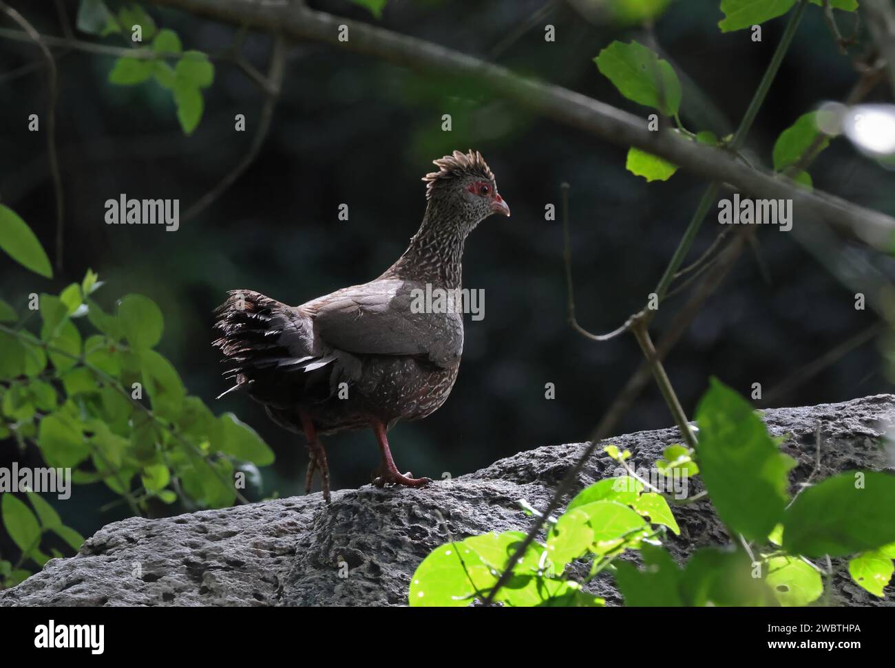 Ptilophachus petrosus hi-res stock photography and images - Alamy