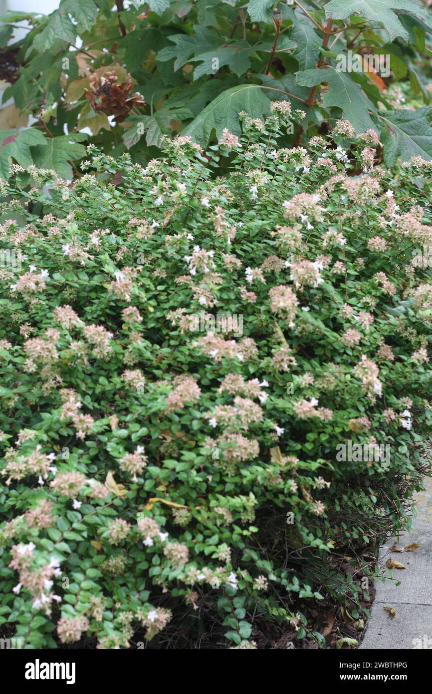 Elongated path hi-res stock photography and images - Alamy