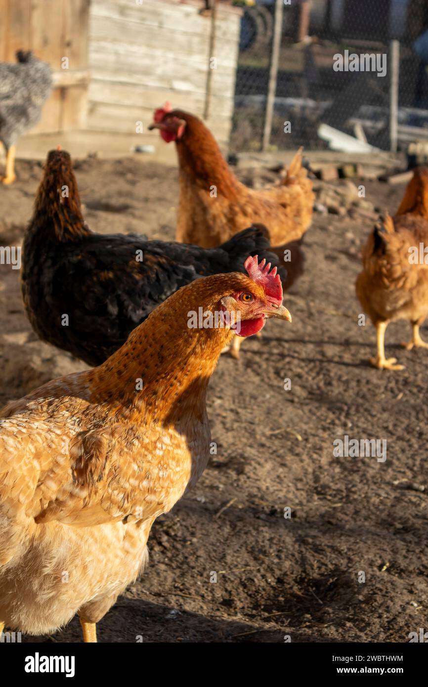 Chickens in barnyard chicken coop hi-res stock photography and images ...