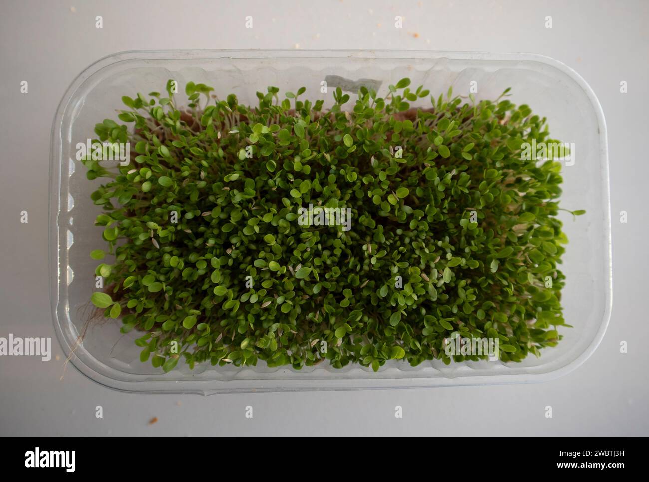 Lettuce microgreens grow in a tray, top view Stock Photo - Alamy