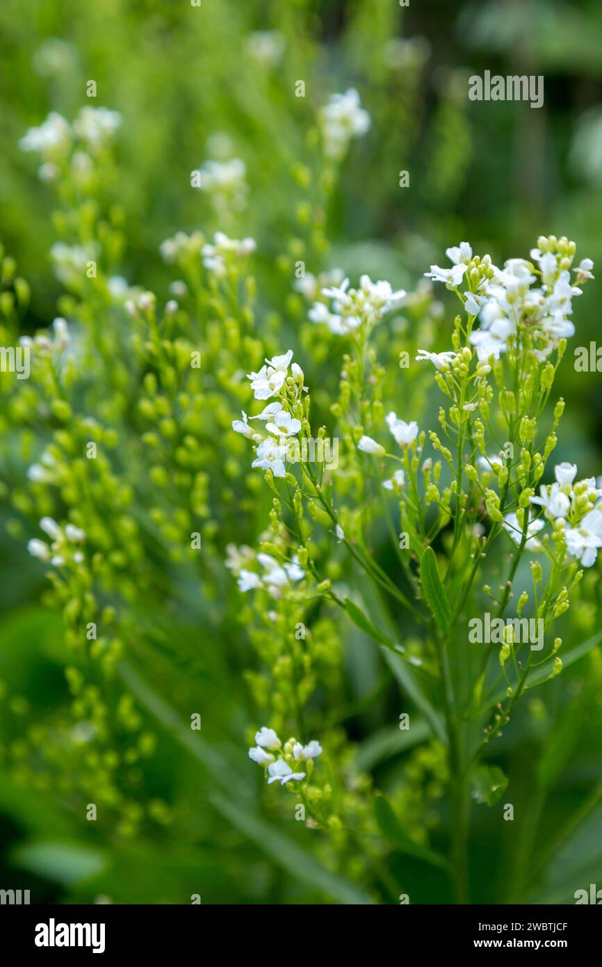 White horseradish flowers lat. Armoracia rusticana Stock Photo - Alamy