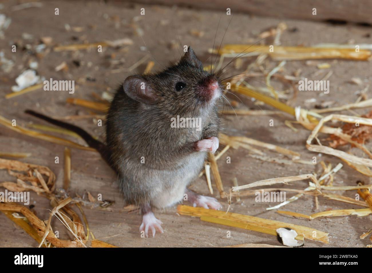 Hausmaus, Haus-Maus, Maus, Mäuse, Mus musculus, house mouse, mouse ...