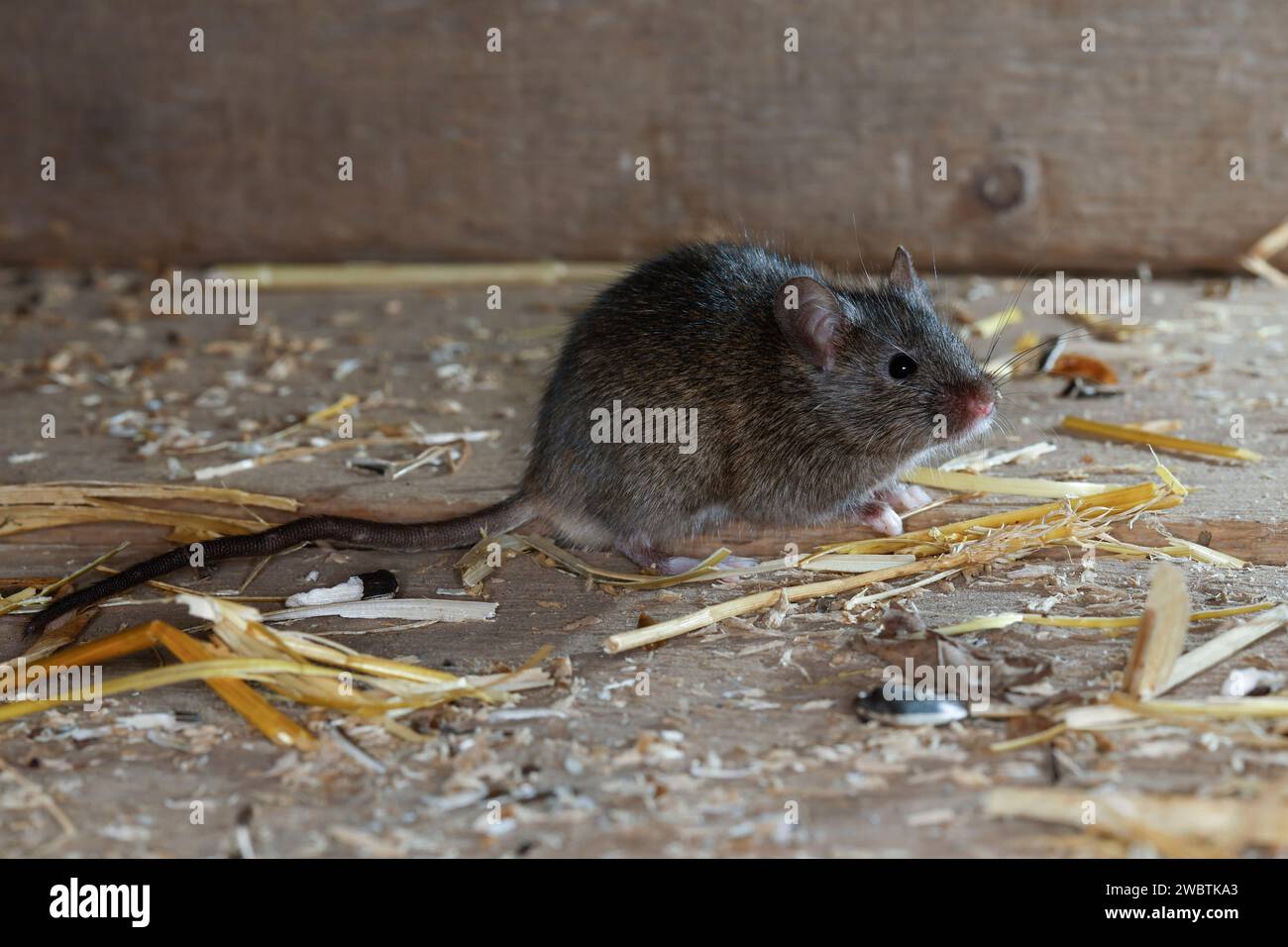 House of mouse hi-res stock photography and images - Alamy