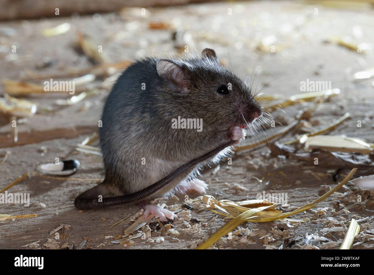 Musculus hi-res stock photography and images - Alamy