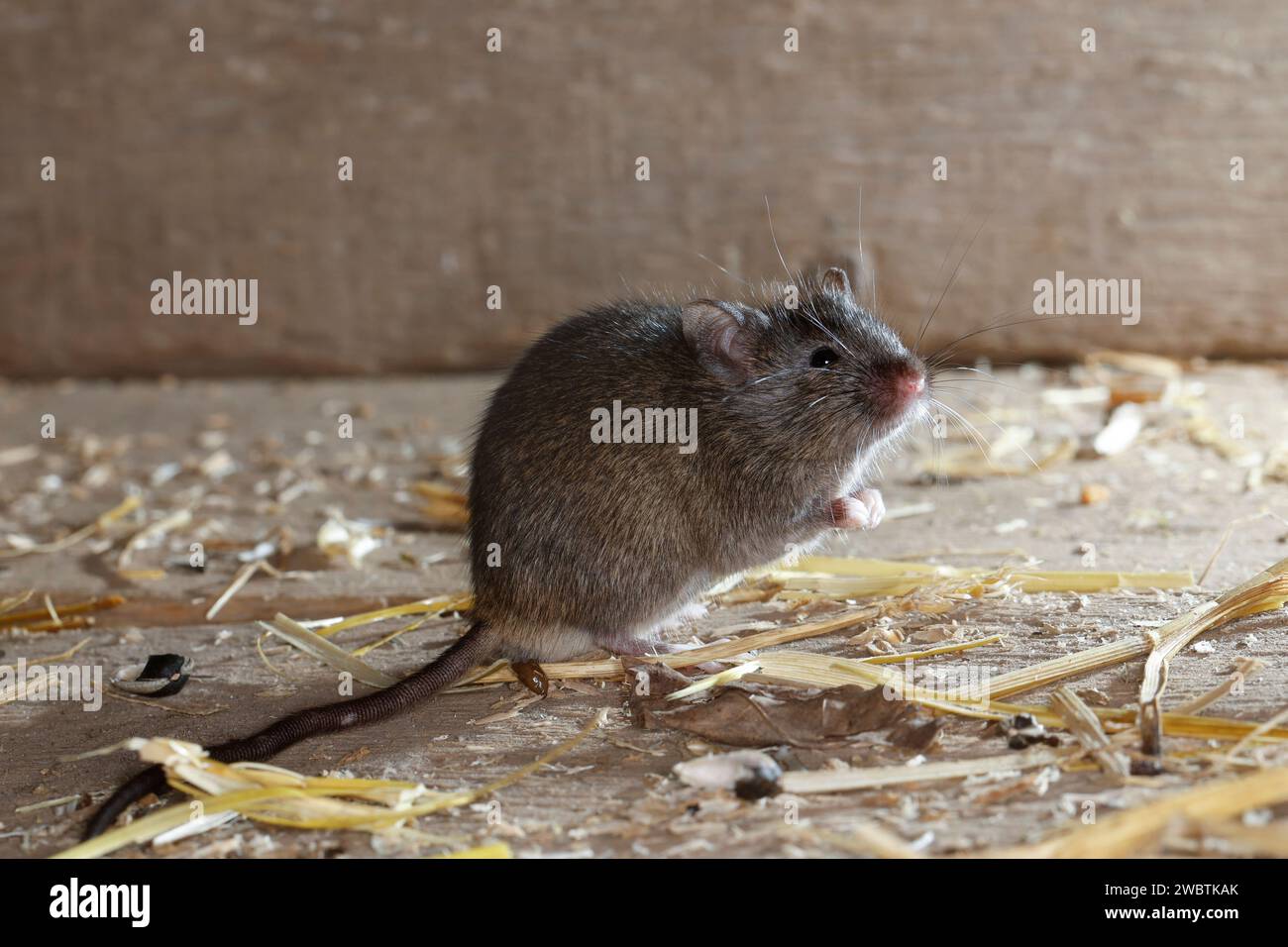 House of mouse hi-res stock photography and images - Alamy