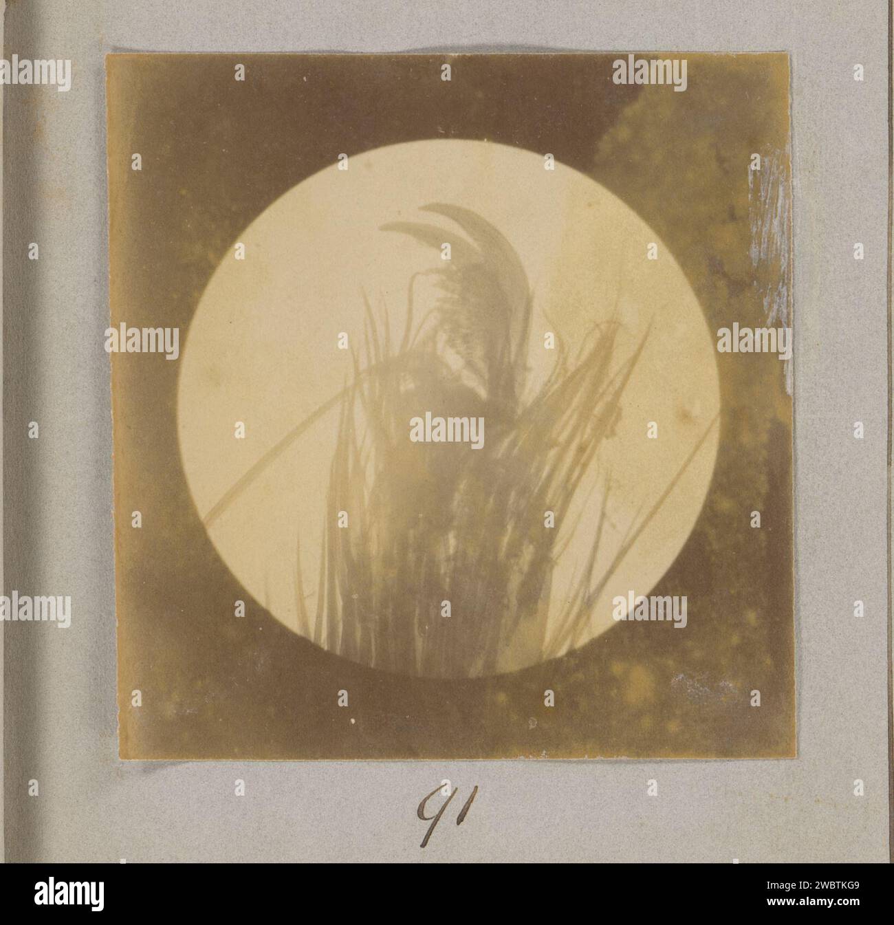 Microscopic recording of a spider's leg, enlarged eighty times, Marinus ...