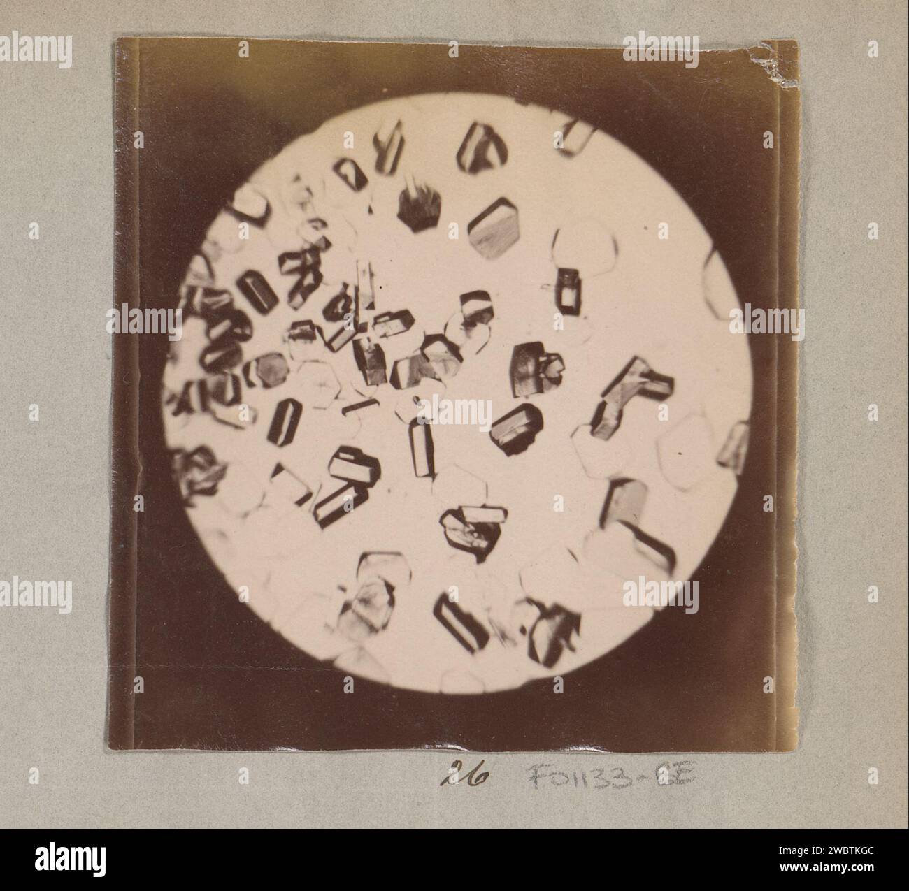 Microscopic intake of boric acid crystals, 35 times enlarged, Marinus ...
