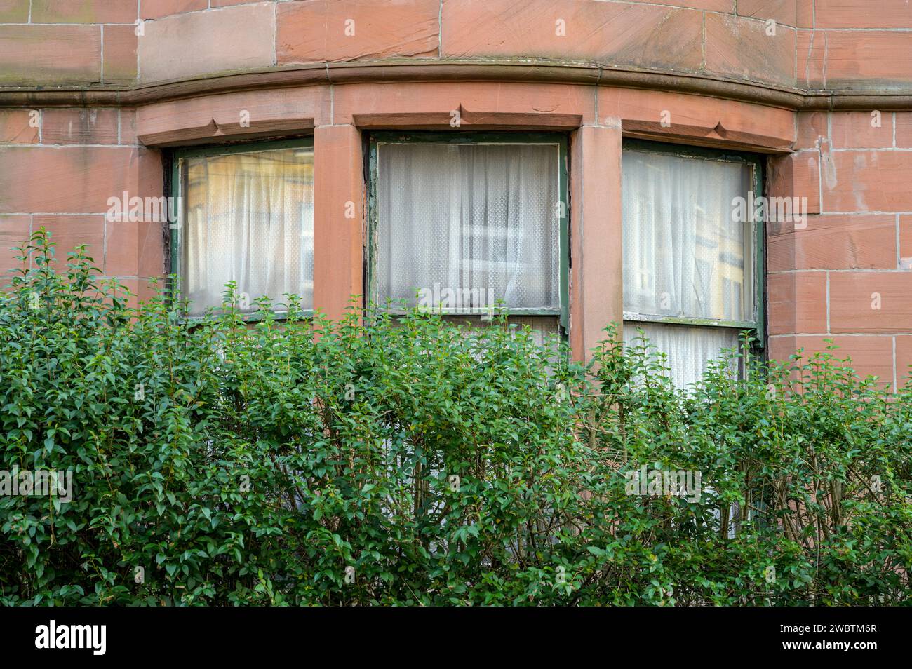 Rundown house windows behind an overgrown hedge Stock Photo - Alamy