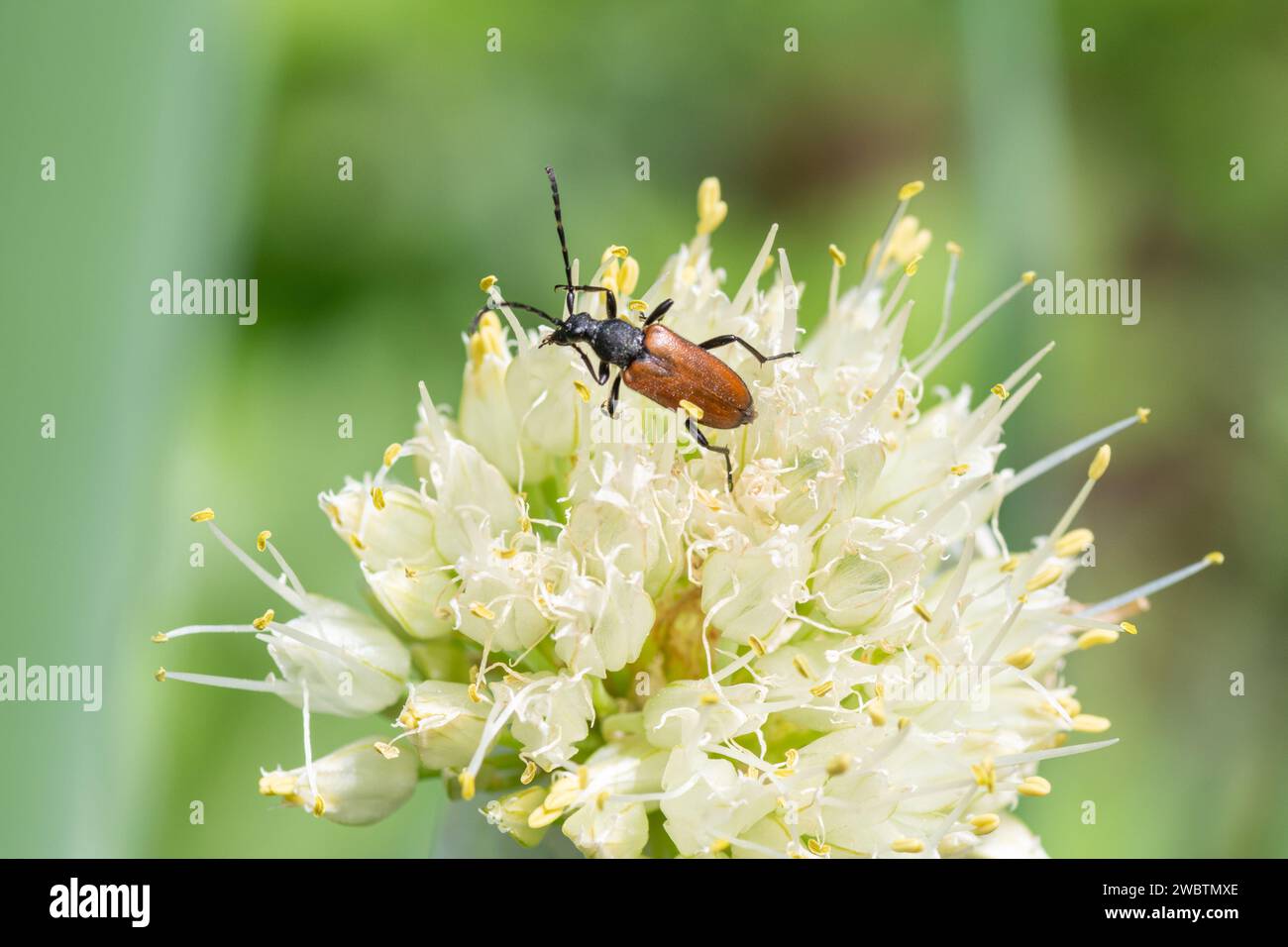 A red beetle with a long mustache feeds on on a blooming onion. A ...