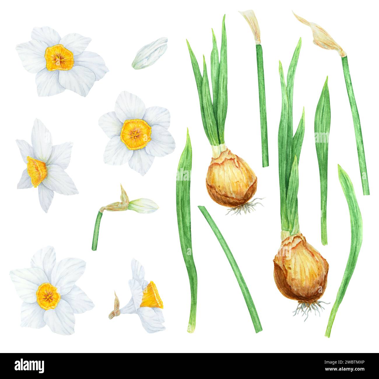 Narcissus, watercolor illustration of daffodils. Hand drawn watercolor ...