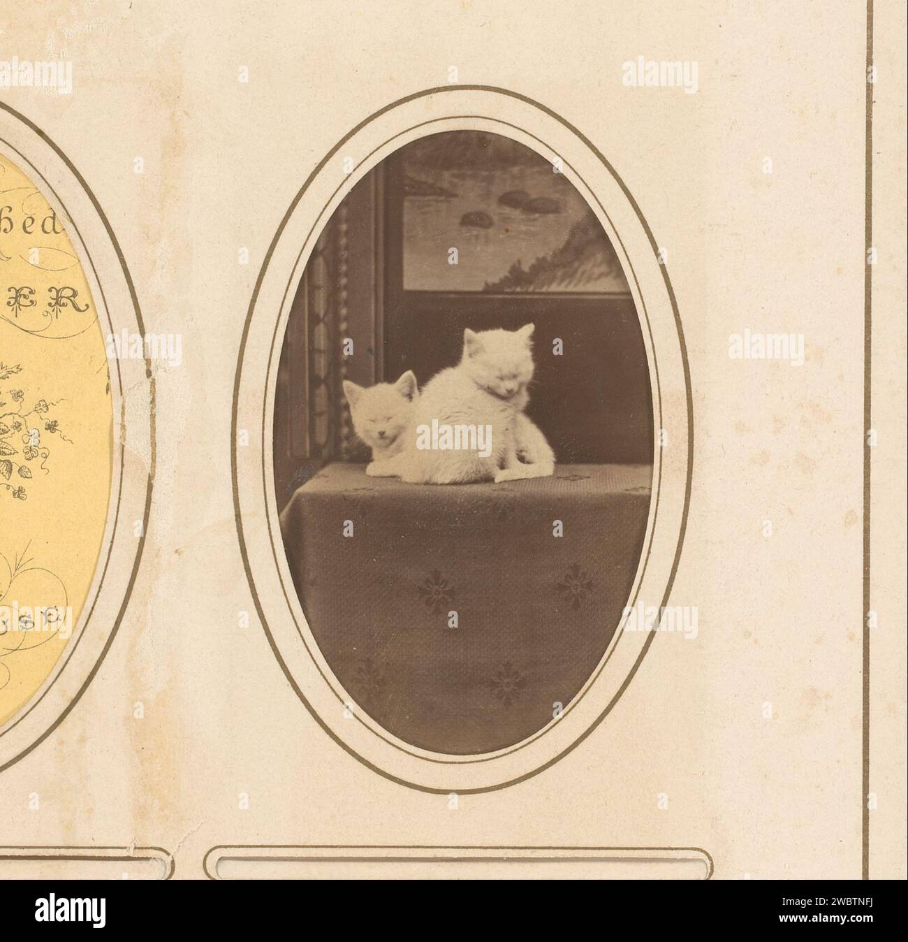 Portrait of two cats, Unknown, 1860 - 1880 Photograph. visit card This ...