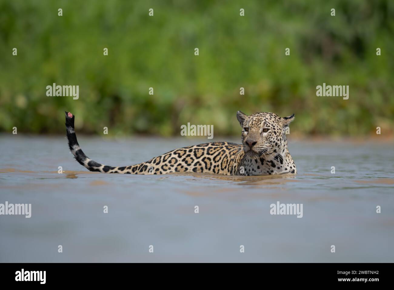 Jaguar in water animal hi-res stock photography and images - Alamy